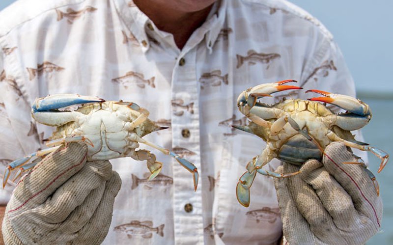 When can you catch crabs in Maryland?