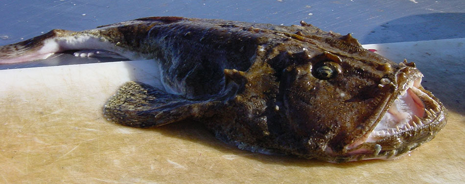 When can you catch monkfish?