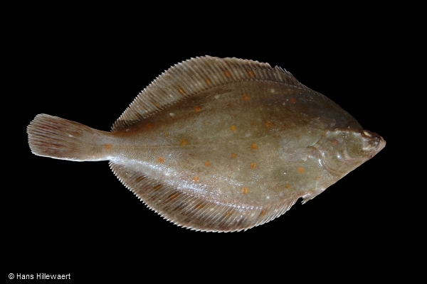 When can you catch plaice in the UK?