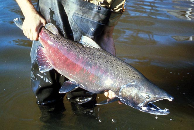 When can you fish for salmon in the Columbia River?