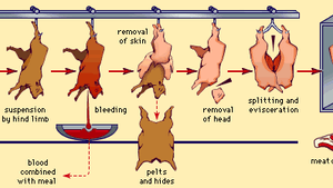 When cutting meat at a meal What is the proper procedure?