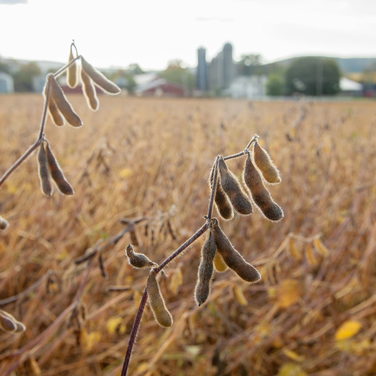 When did America start growing soybeans?