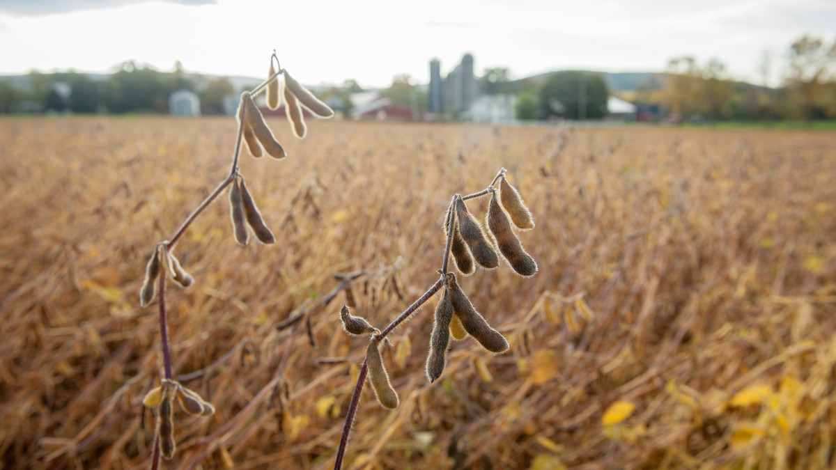 When did American farmers start growing soybeans?