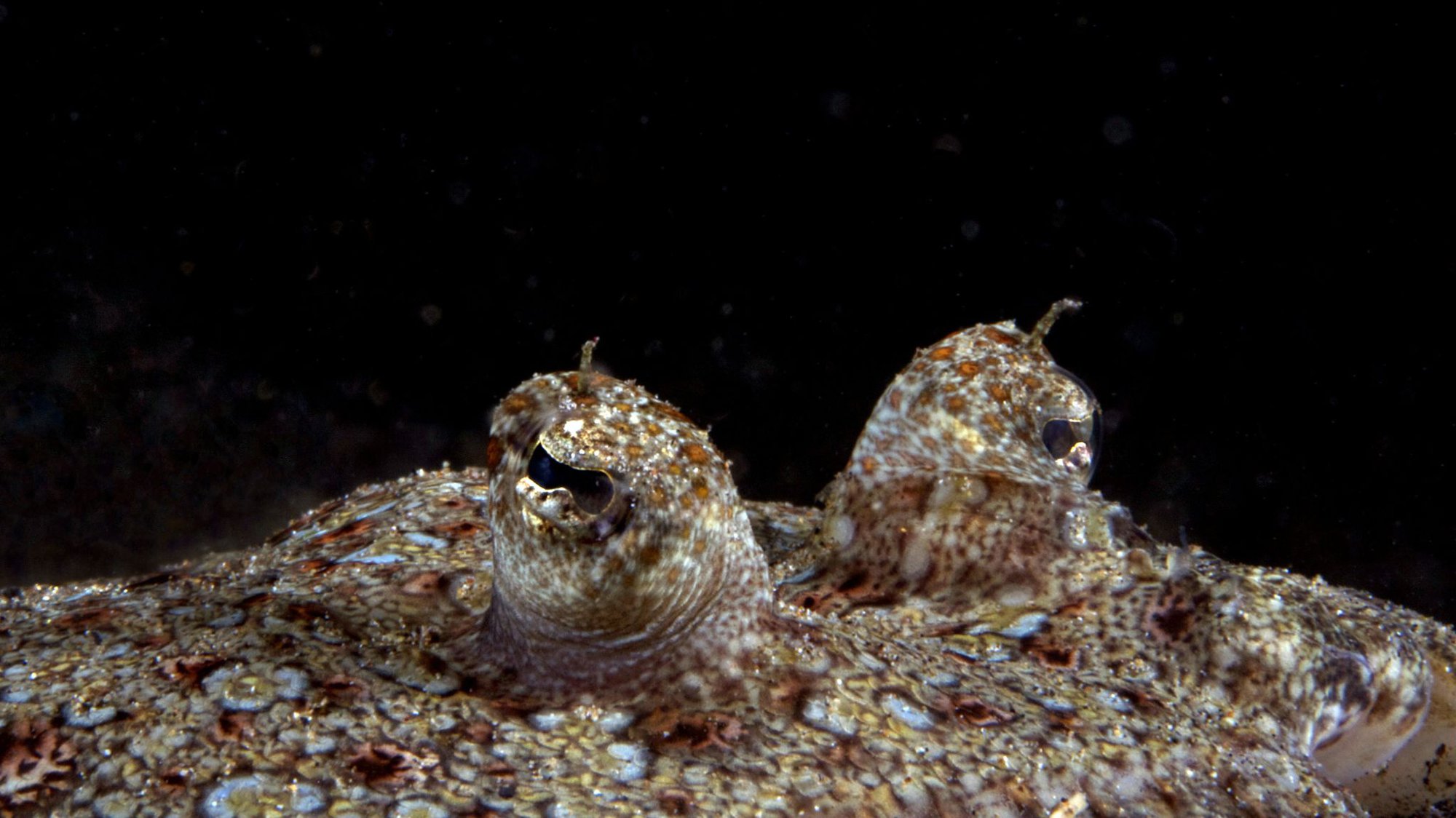 When did flounder evolve?