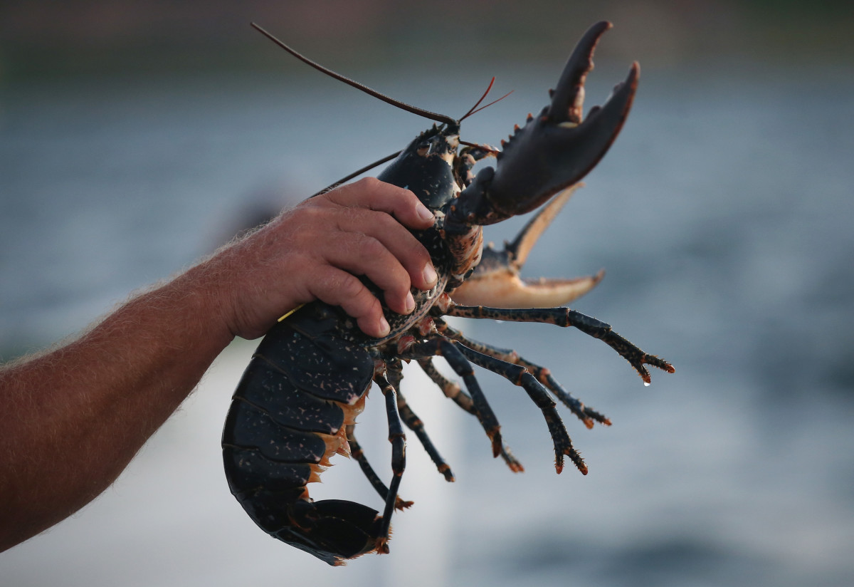 When did humans begin eating lobster?