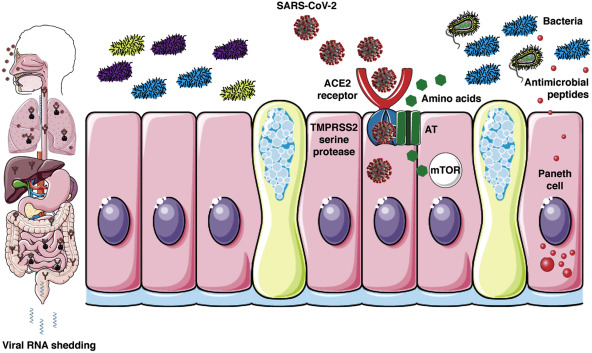 When does Covid diarrhea end?