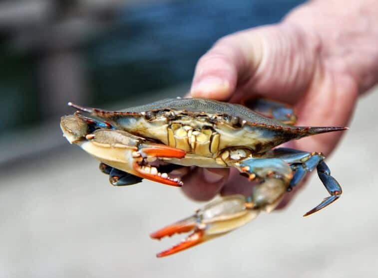 When is the best time to go crab fishing?