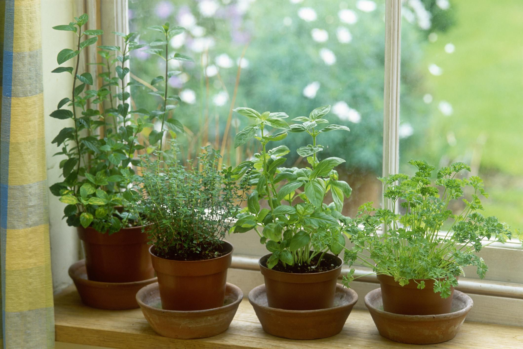 When should I bring my herbs inside?