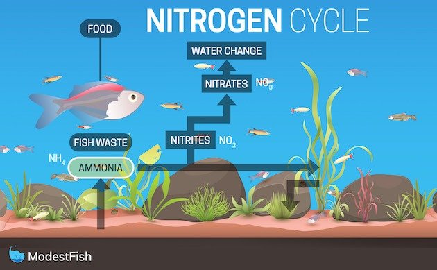 When should I change the water in my fish cycle?