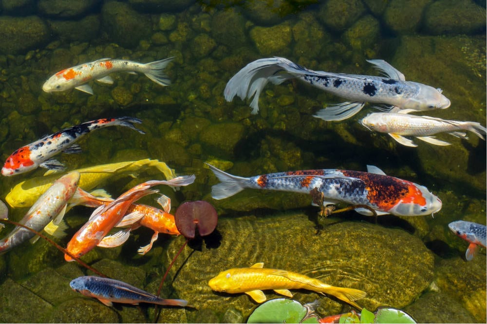 When should I put fish in my pond?