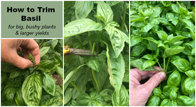 When should you not eat basil?