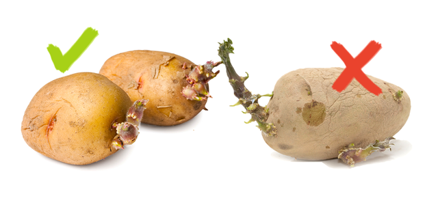 When should you not eat potatoes?