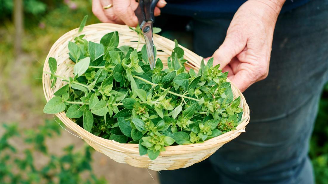 When should you not use oregano?