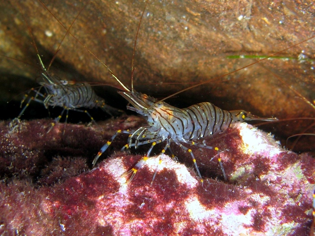 When was shrimp first discovered?