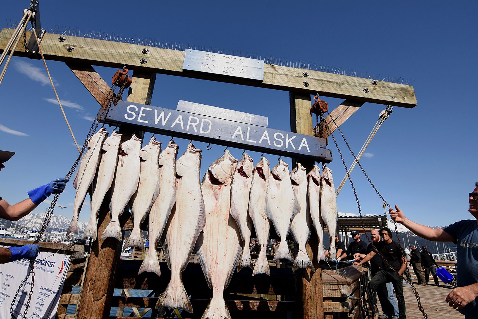 When will halibut go up in price?