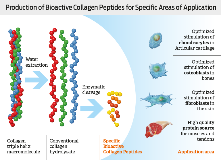 Where are collagen peptides sourced from?