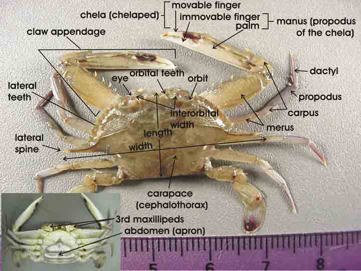 Where are crab claws from?