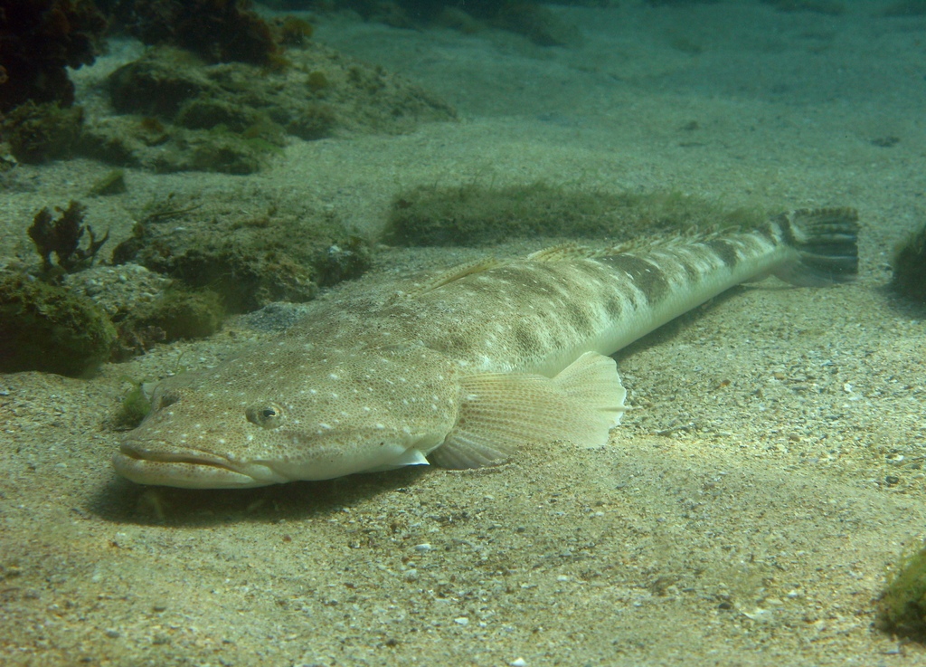 Where are flathead fish found?