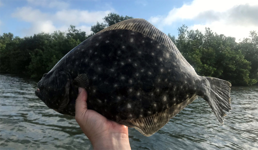 Where are flounder found in Florida?
