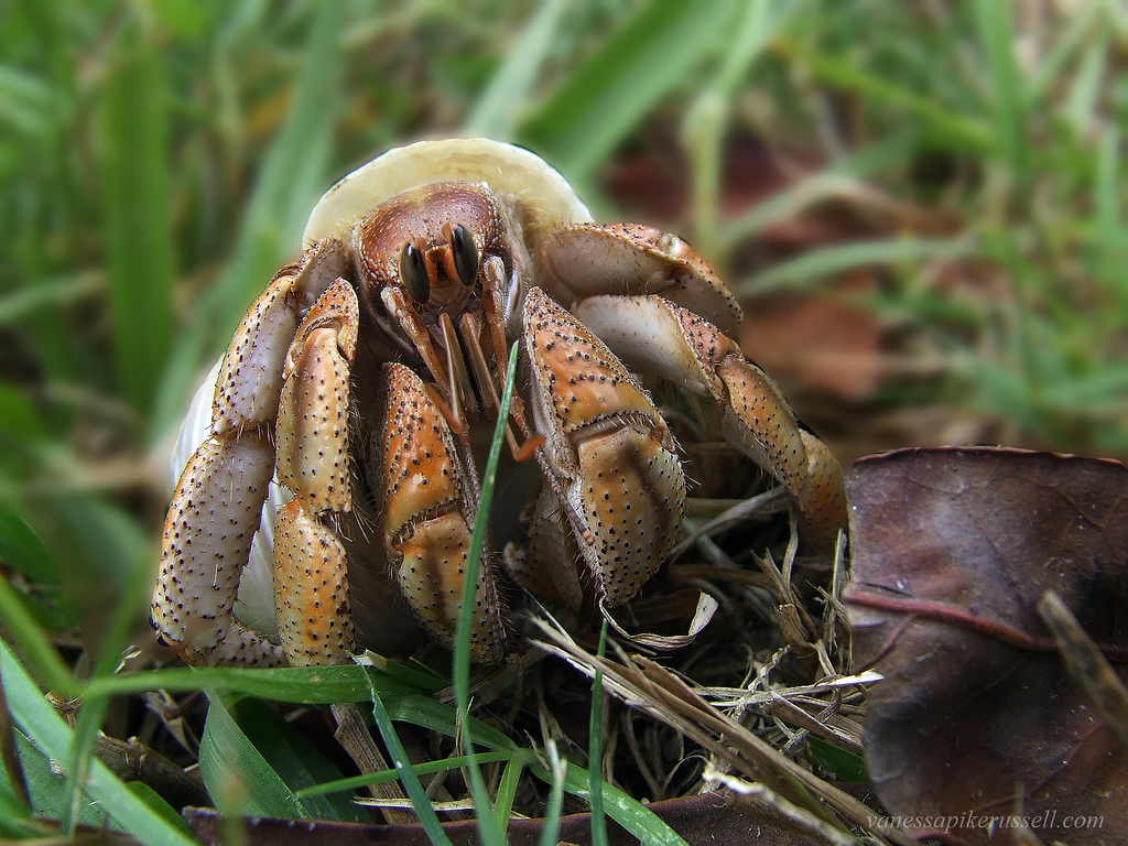 Where are hermit crabs found in Australia?