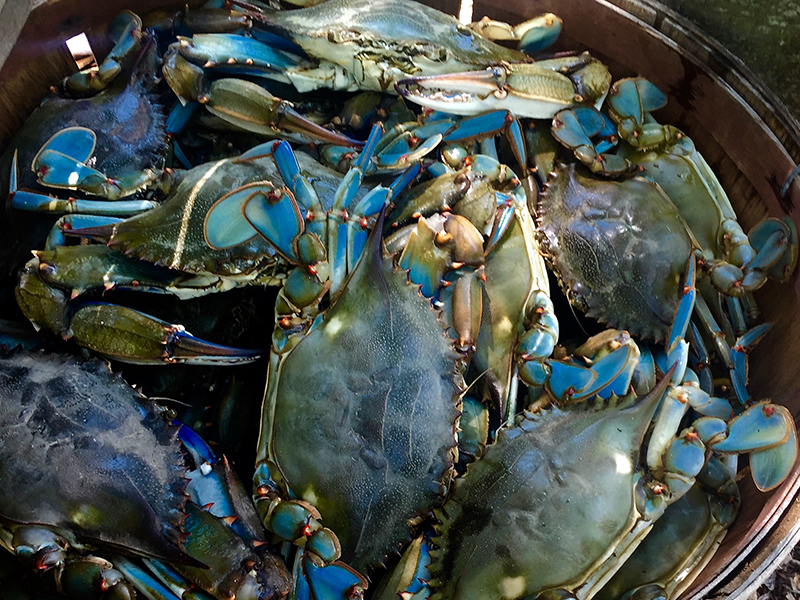 Where are Maryland blue crabs caught?