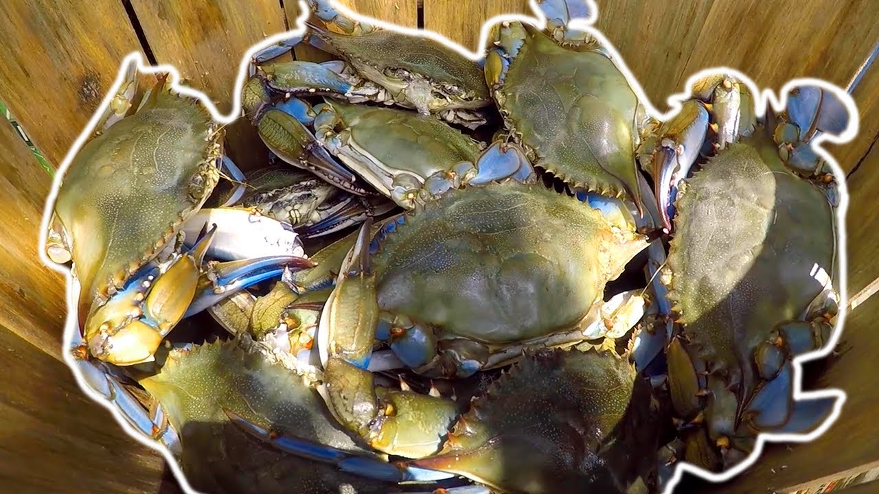 Where are Maryland crabs caught?