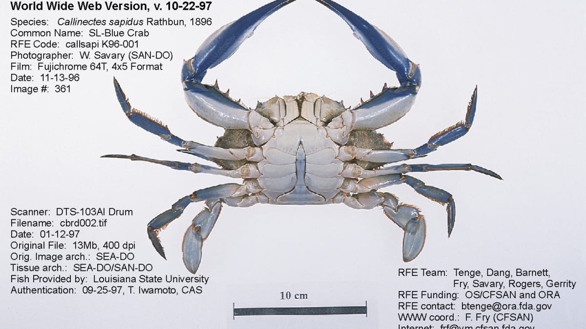 Where are most blue crabs caught?