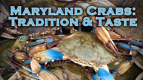 Where are most Maryland crabs caught?