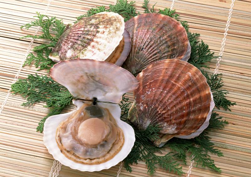 Where are most scallops caught?