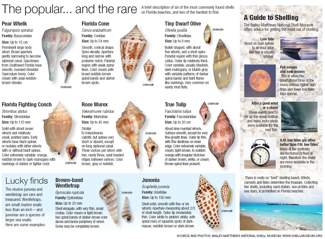 Where are most seashells found?