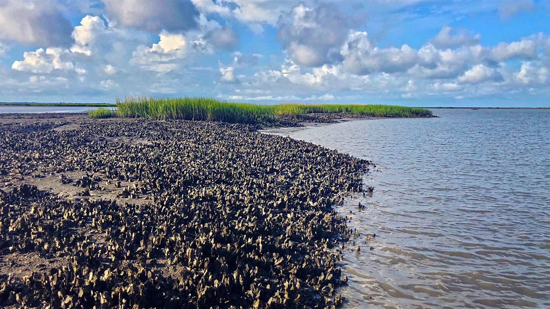 Where are oyster beds?