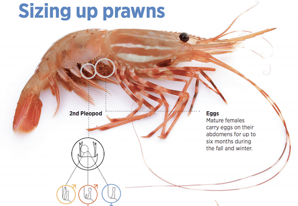 Where are shrimp roe located?