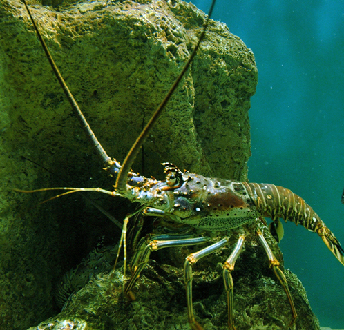 Where are spiny lobsters found in Florida?