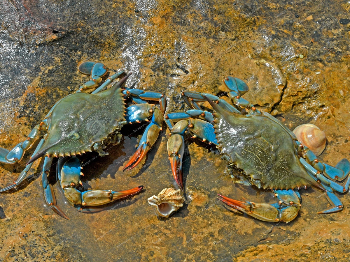 Where are the best blue crabs in the world?