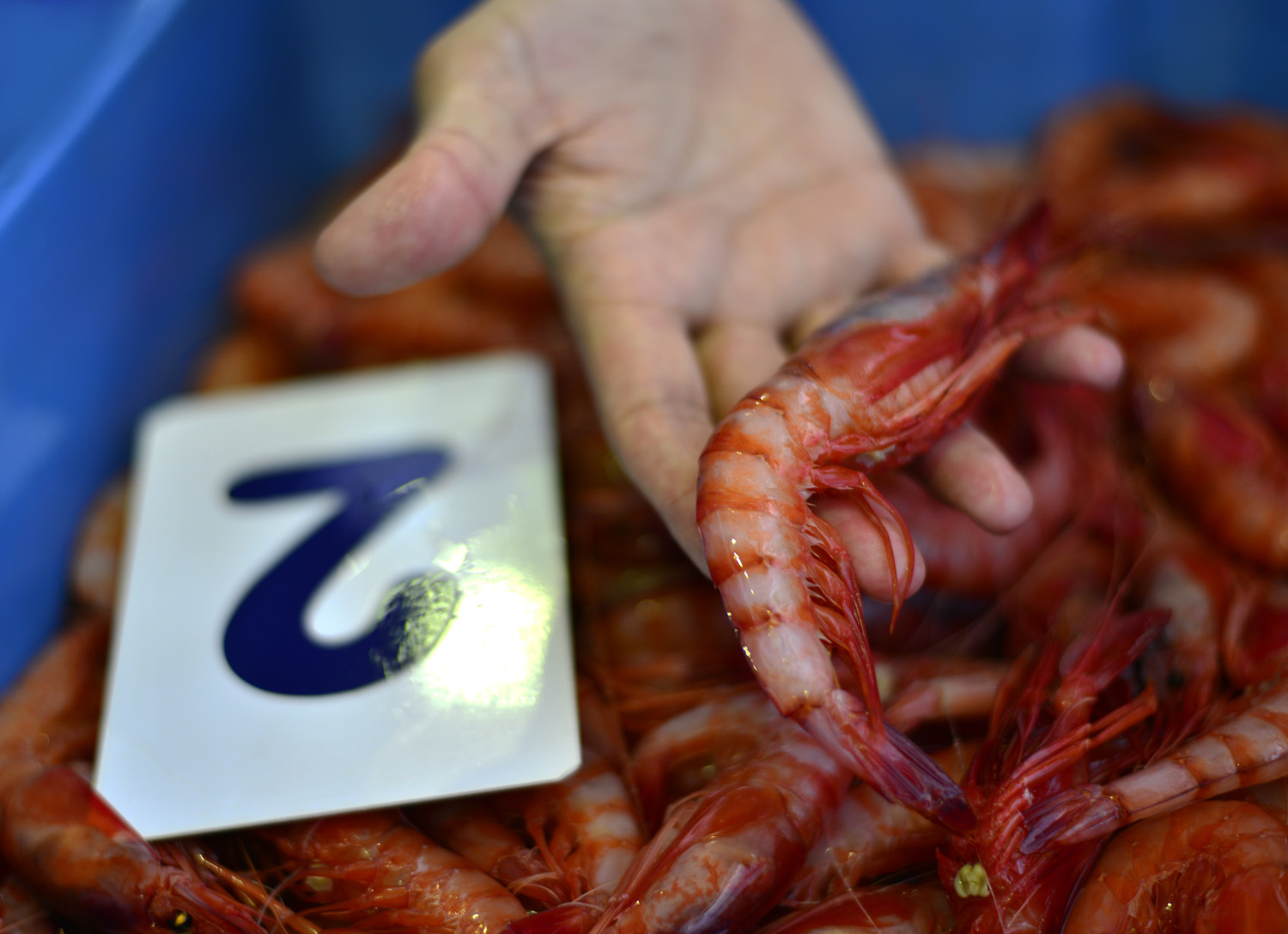 Where are the best prawns in the world?