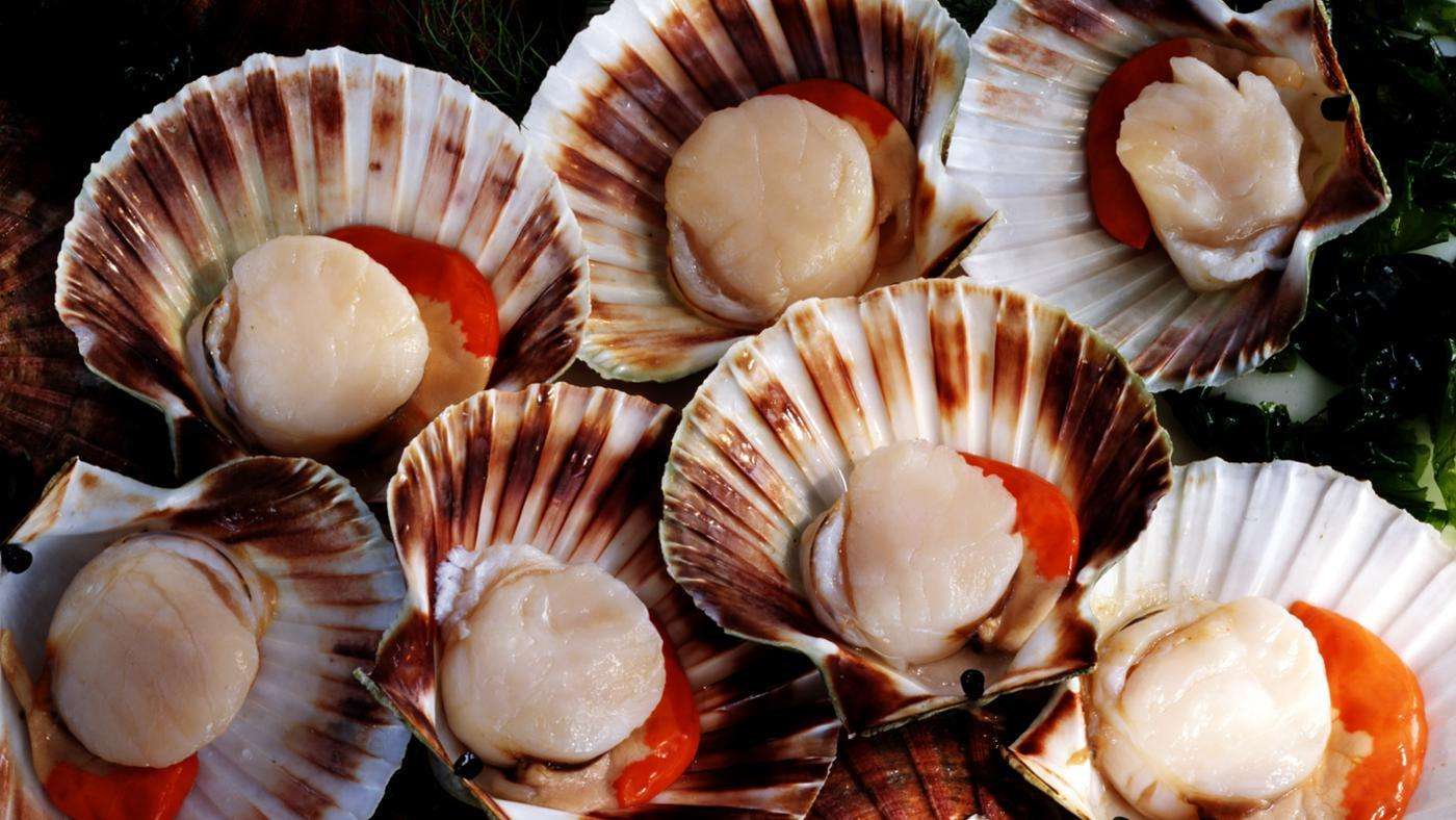 Where are the best scallops from?