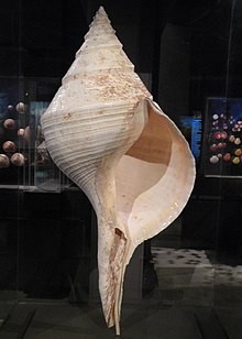 Where are the biggest shells found?