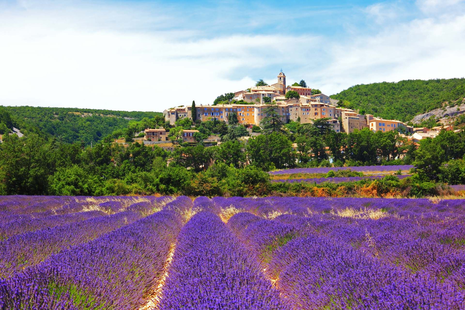 Where are the lavender fields in Provence?