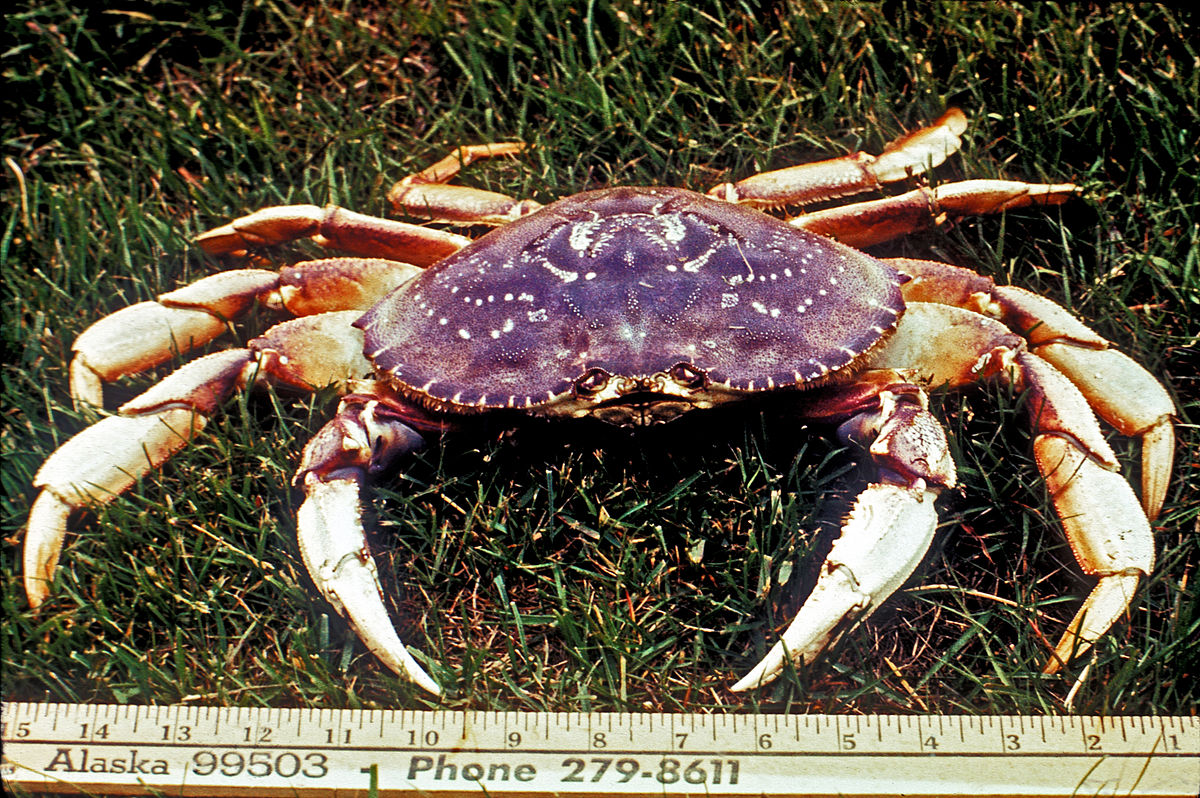 Where are the most Dungeness crabs found?