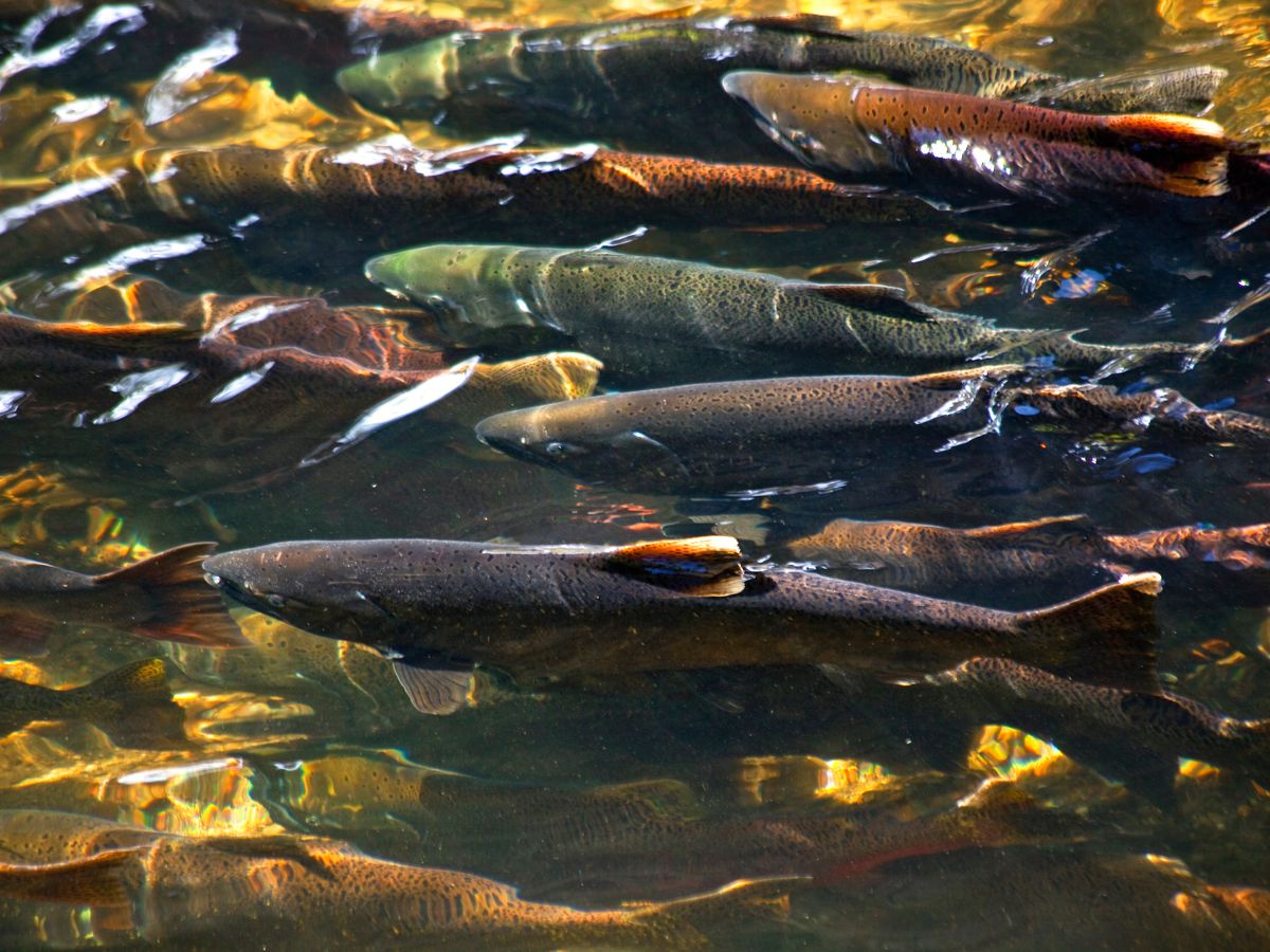 Where are the salmon running in Washington State?