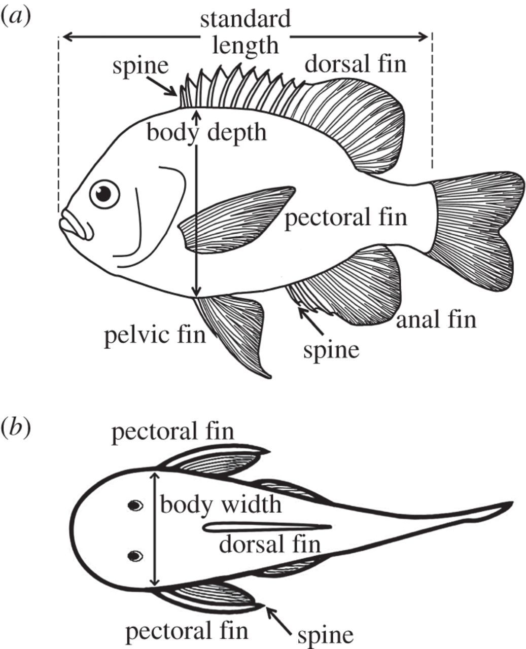 Where are the spines on a fish?