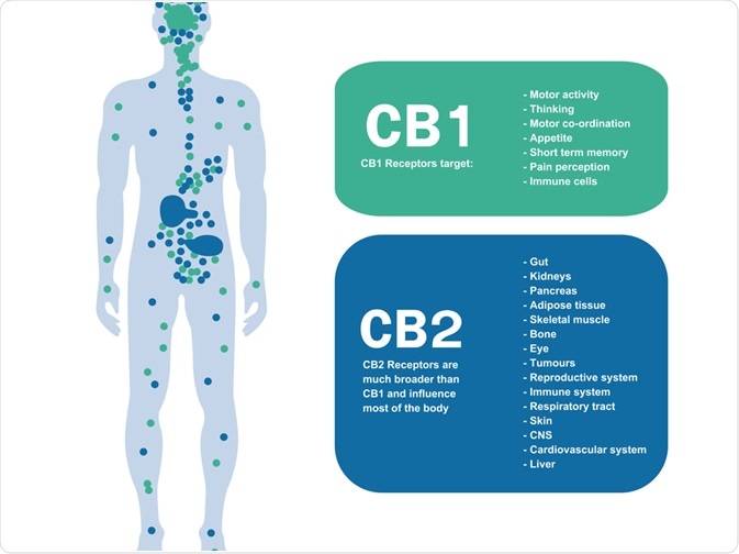 Where can cannabinoid receptors be found?