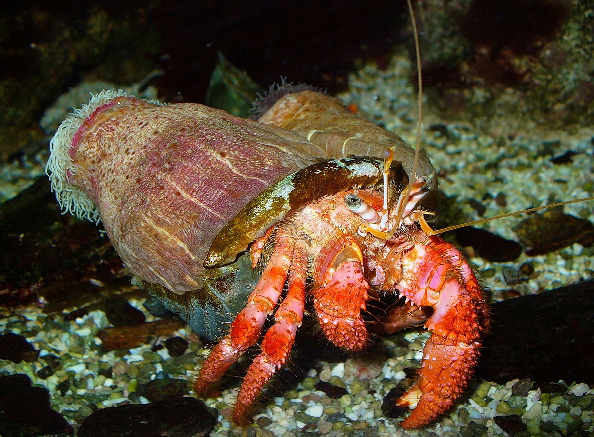 Where can hermit crabs be found?