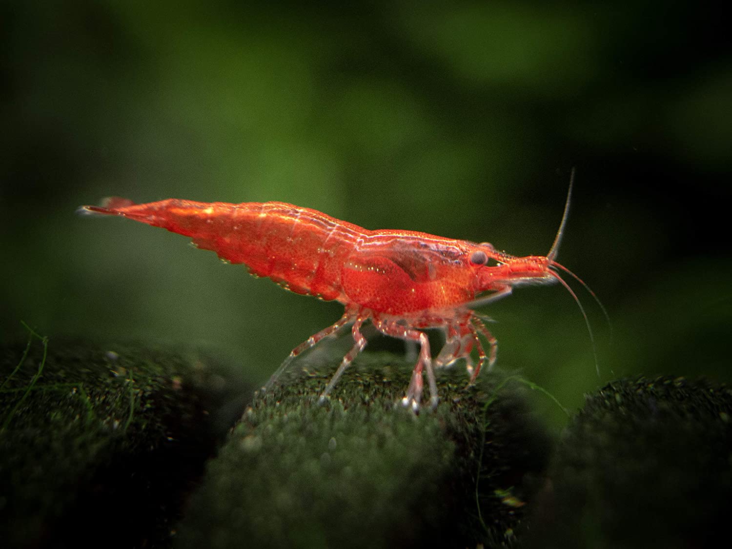 Where can I buy red cherry shrimp?