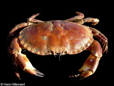 Where can I catch crabs in the UK?