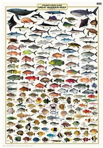 Where can I find Australian fish?