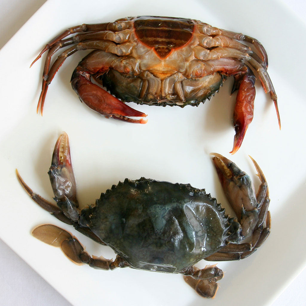 Where can I find soft shell crab?