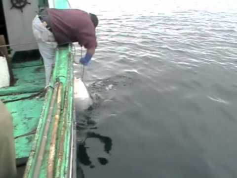 Where can I fish for halibut in Nova Scotia?