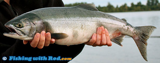 Where can I fish for Pink salmon in BC?