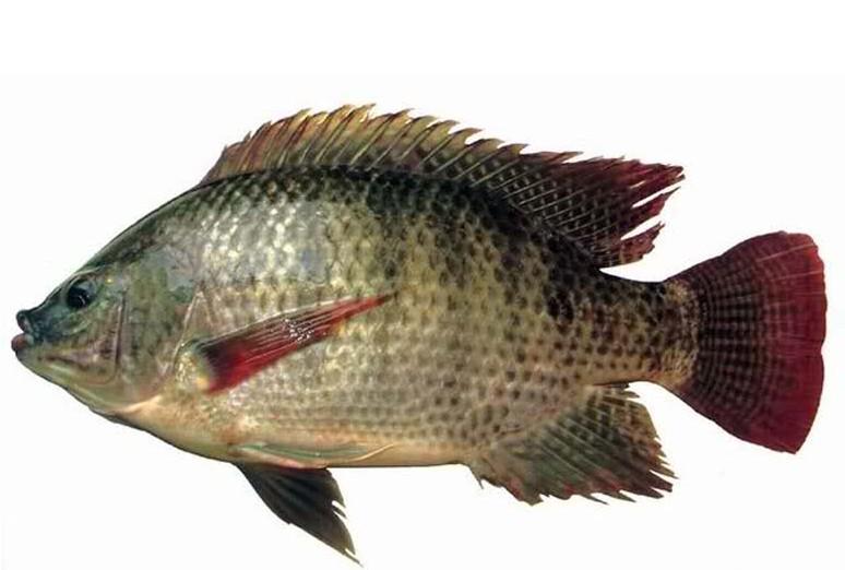 Where can I get tilapia not from China?